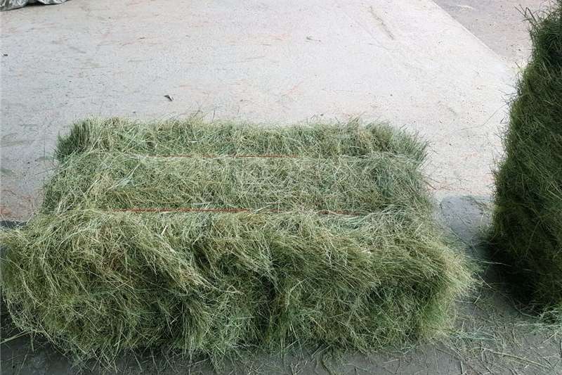 Teff bales, small and large, Eragrostis, Lusern Other hay and forage ...