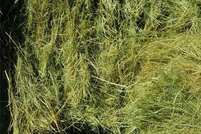 Teff Bales Small And Large Eragrostis Lusern Other Hay And Forage