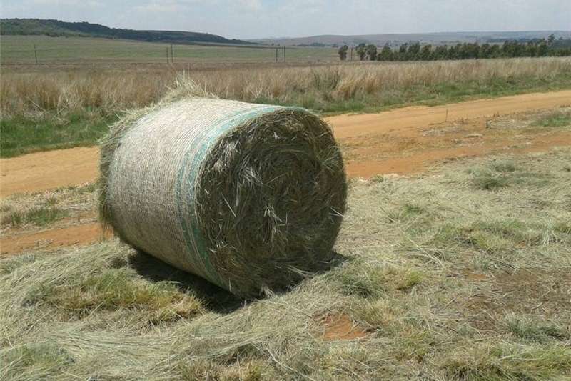 Teff Bales Small And Large Eragrostis Lusern Other Hay And Forage